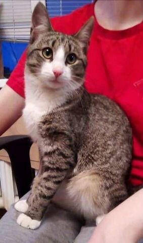 В добрые руки