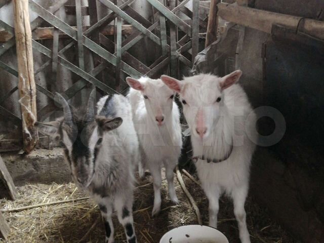 Козы русская белая