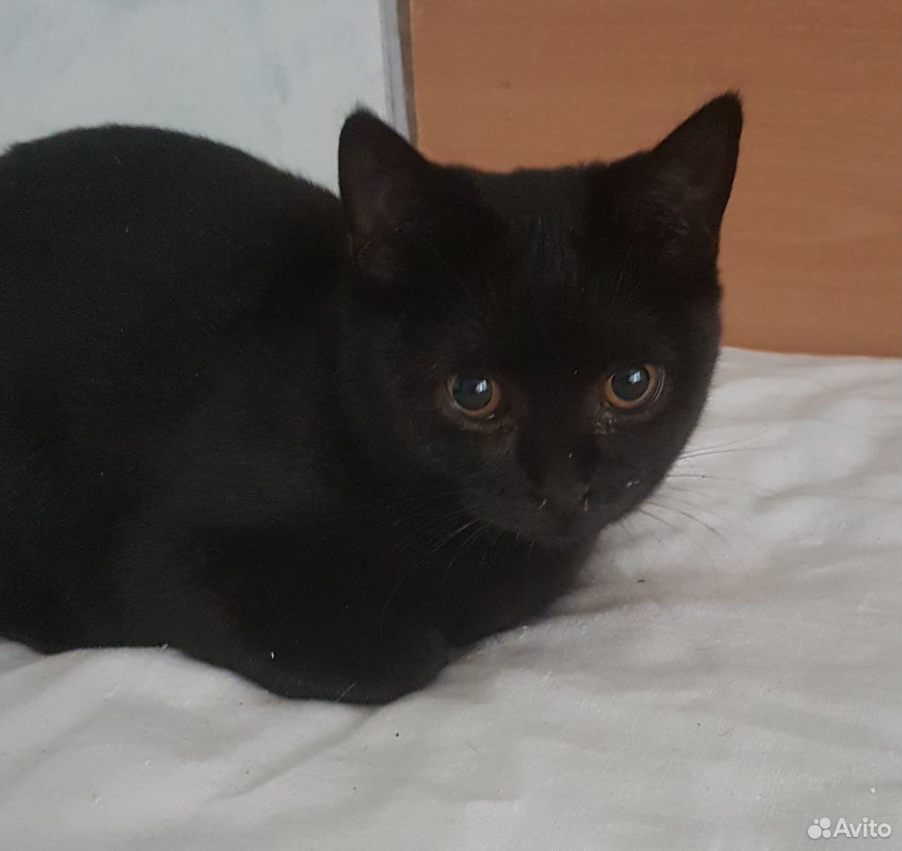 Шотландская - Чернушка 3 мес