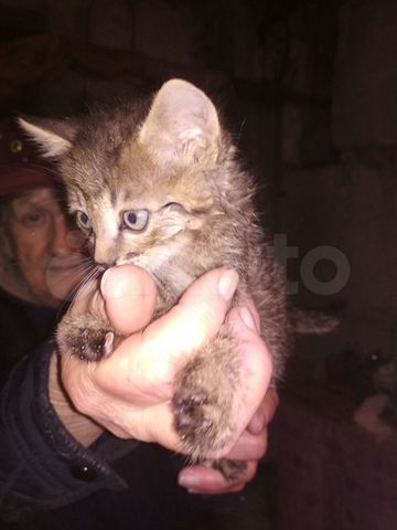 Маленькие котята