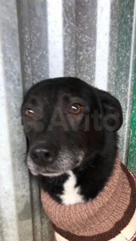Домашн малыш за реш-ой собака в дар в добрые руки