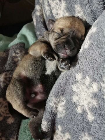 Щенки русский той-терьер