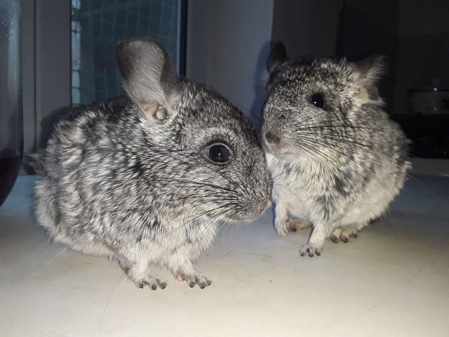 Шиншилленок