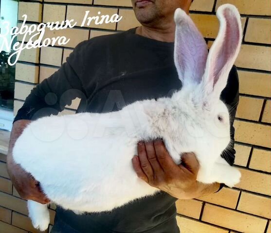 Чистокровный племенной Бельгиец