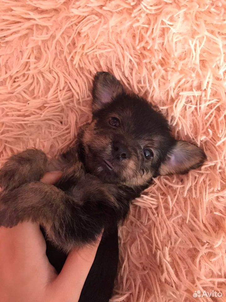 Йоркширский терьер