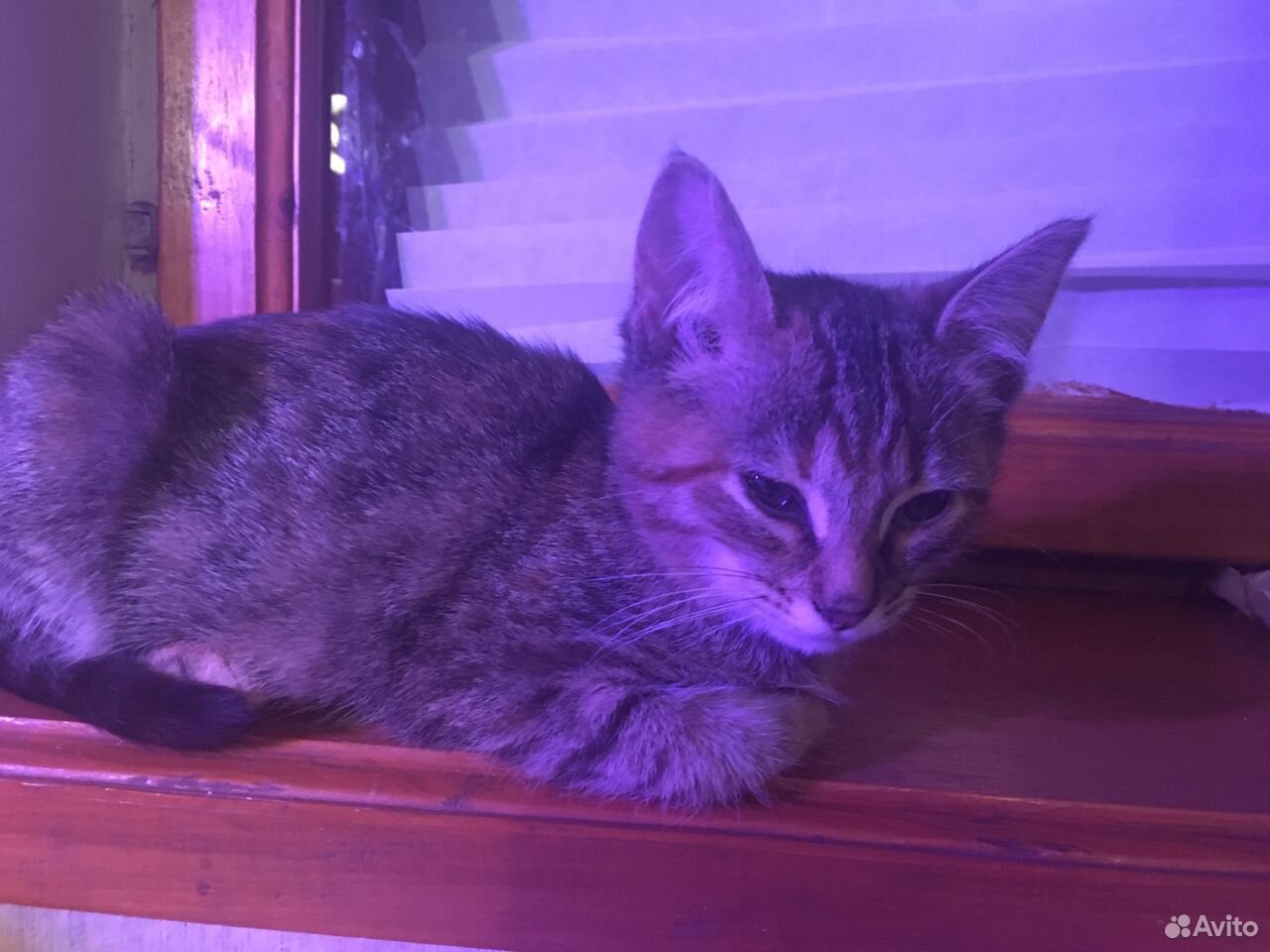 Молодая кошечка, 2 месяца