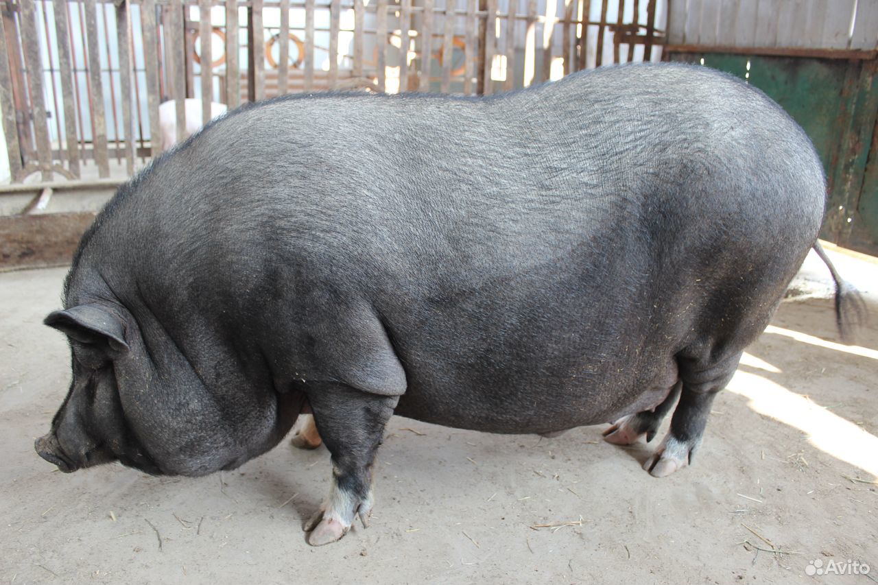 Вьетнамский кабан