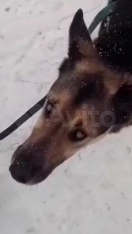 SOS слепая девочка собака в дар в добрые руки