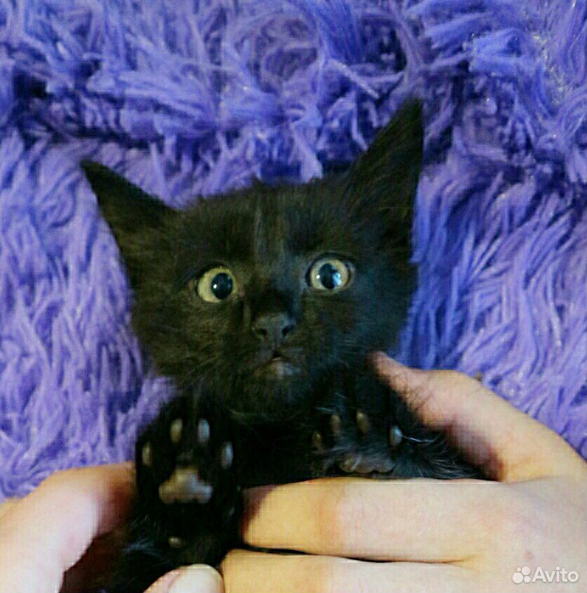 Чудный котенок-девочка.,1,5 месяца