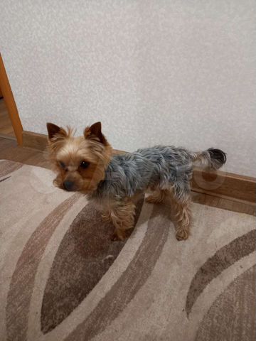 Йоркширский терьер вязка