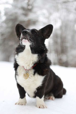 Кобель вельшкорги кардиган для вязки