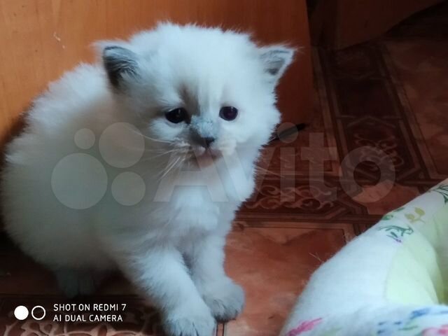 Невские голубоглазки