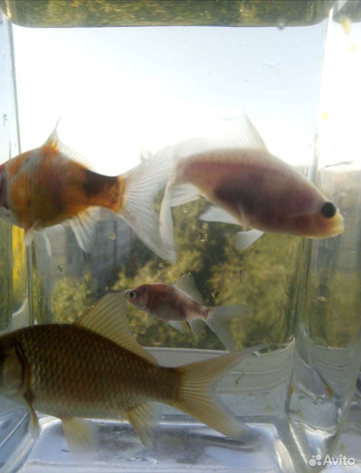 Золотая рыбка "Комета"