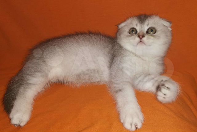 Вислоухие котята