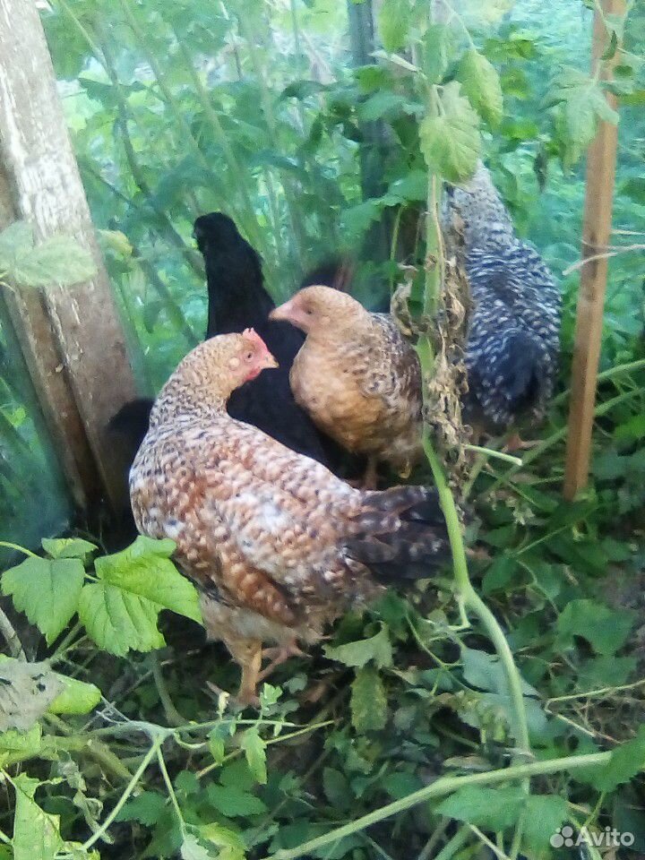 Цыплята белефельдр