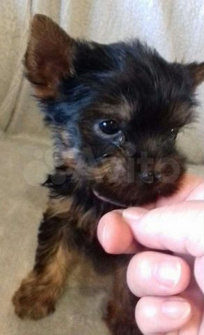 Мини И супер-пупер мини