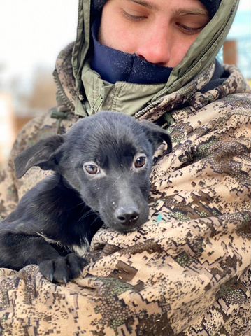 Щенок в добрые руки бесплатно