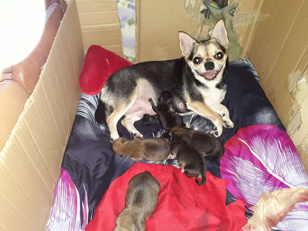 Чихуахуа детки