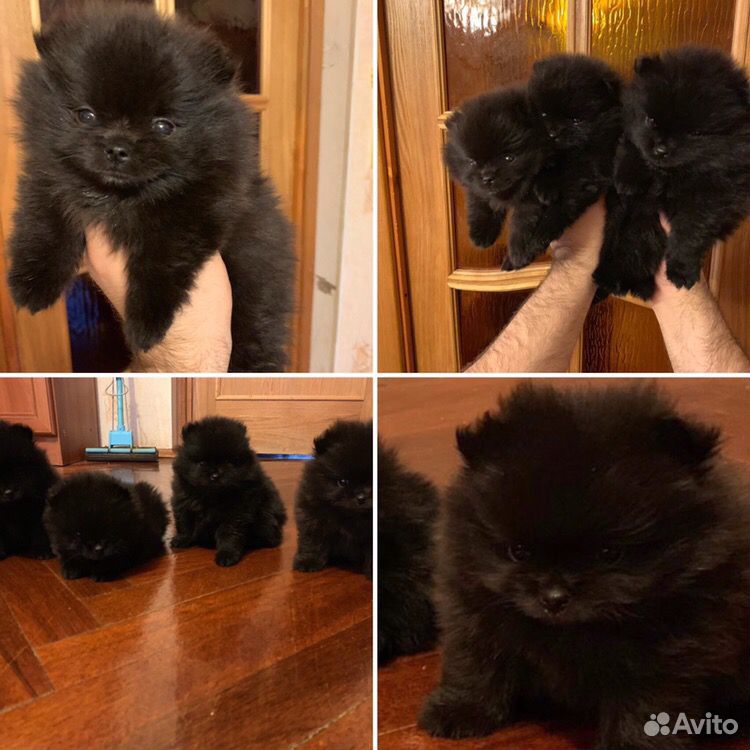Шпиц Померанец, черный мальчик