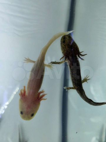 Аксолотль малыши