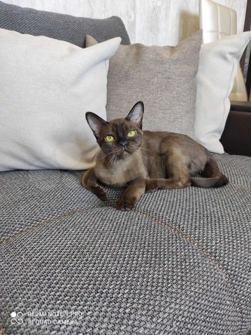 Девочки Бурмочки