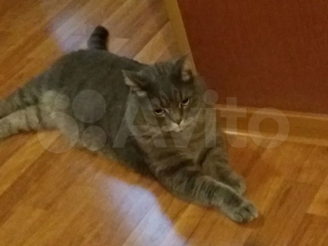Молодой британский кот ищет дом